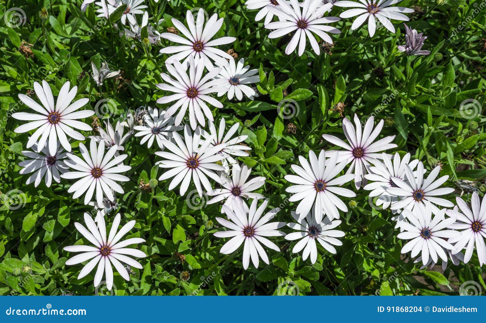 White color flowers stock photo. Image of agriculture - 91868204