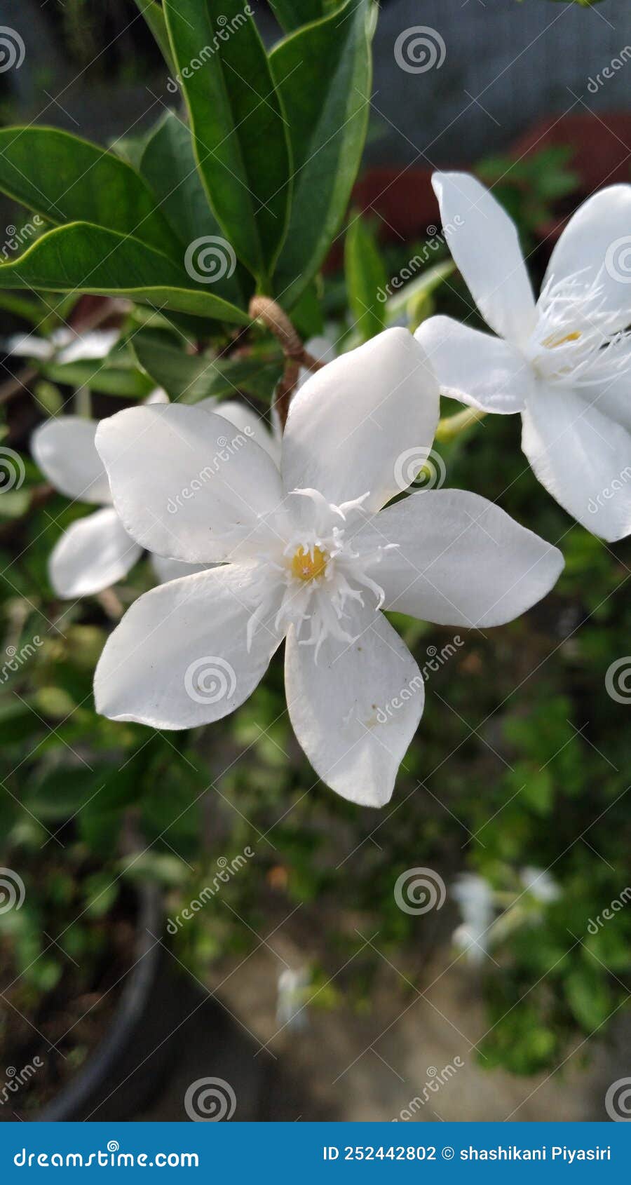 White Color Idda Flowers Blooming in the Plant Stock Photo - Image of ...