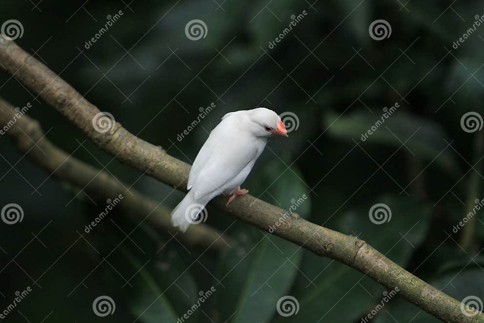 A White Color of Java Sparrow, Ricebird Stock Image - Image of wildlife ...
