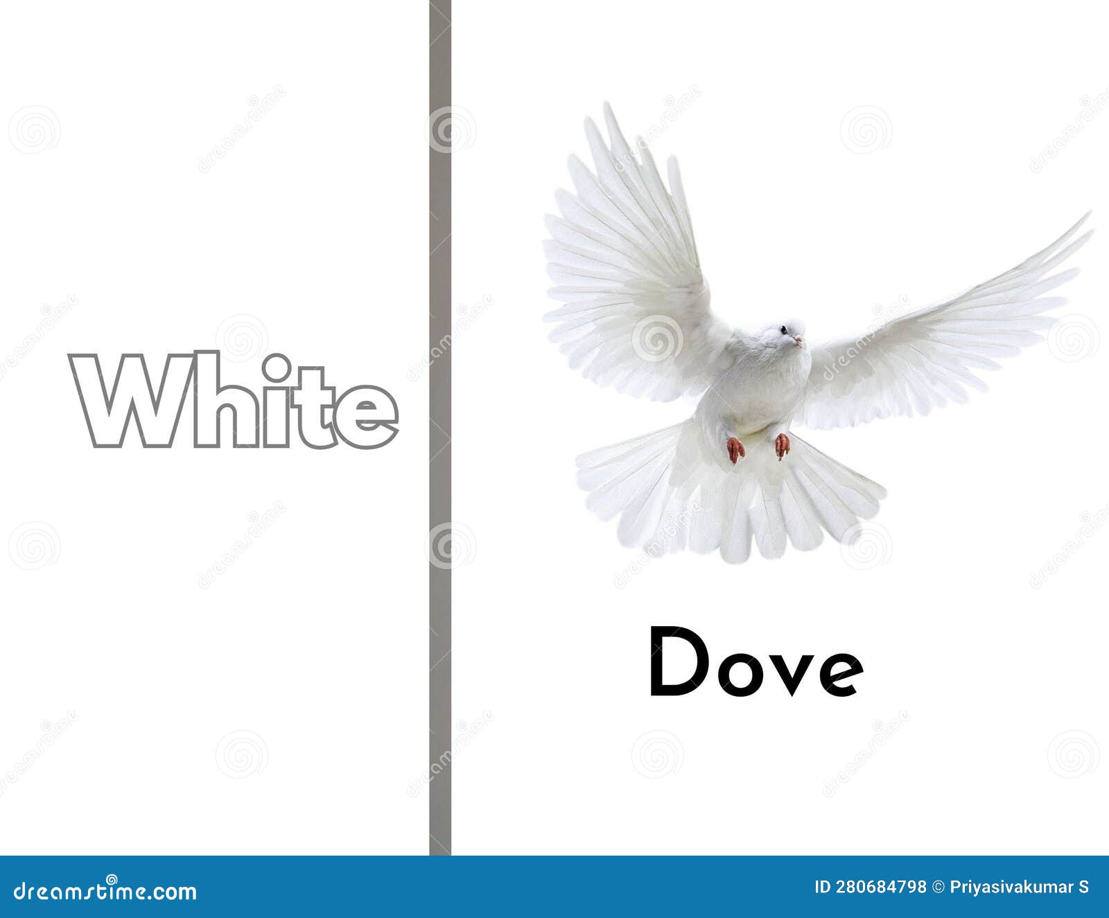White Color Picture with Example Dove White Color, Kids Learning - 1 ...