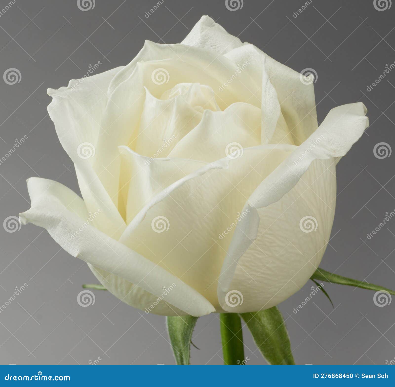Rose close-up shot stock photo. Image of colse, close - 276868450