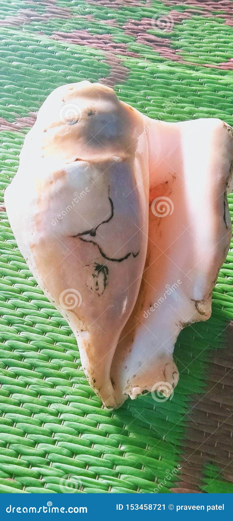 Beautiful Conch Worm Snails Shell Snail Houses Army Line Indian Animal ...