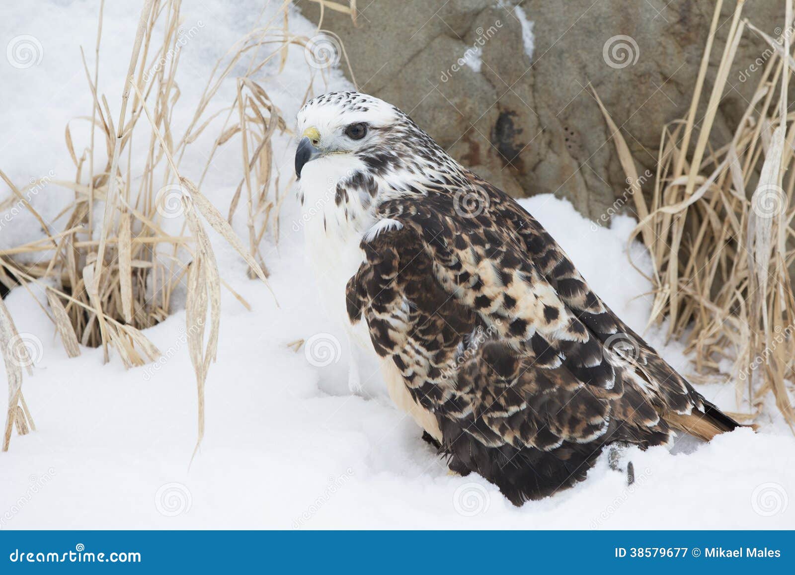White Coloration of Red Tailed Hawk Stock Image - Image of mikael ...
