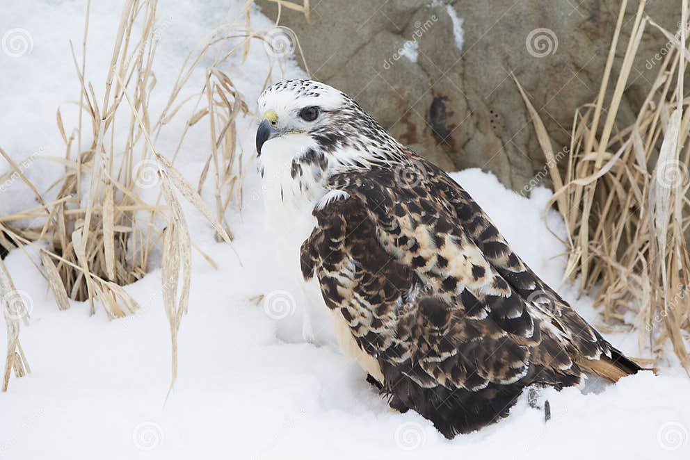 White Coloration of Red Tailed Hawk Stock Image - Image of mikael ...