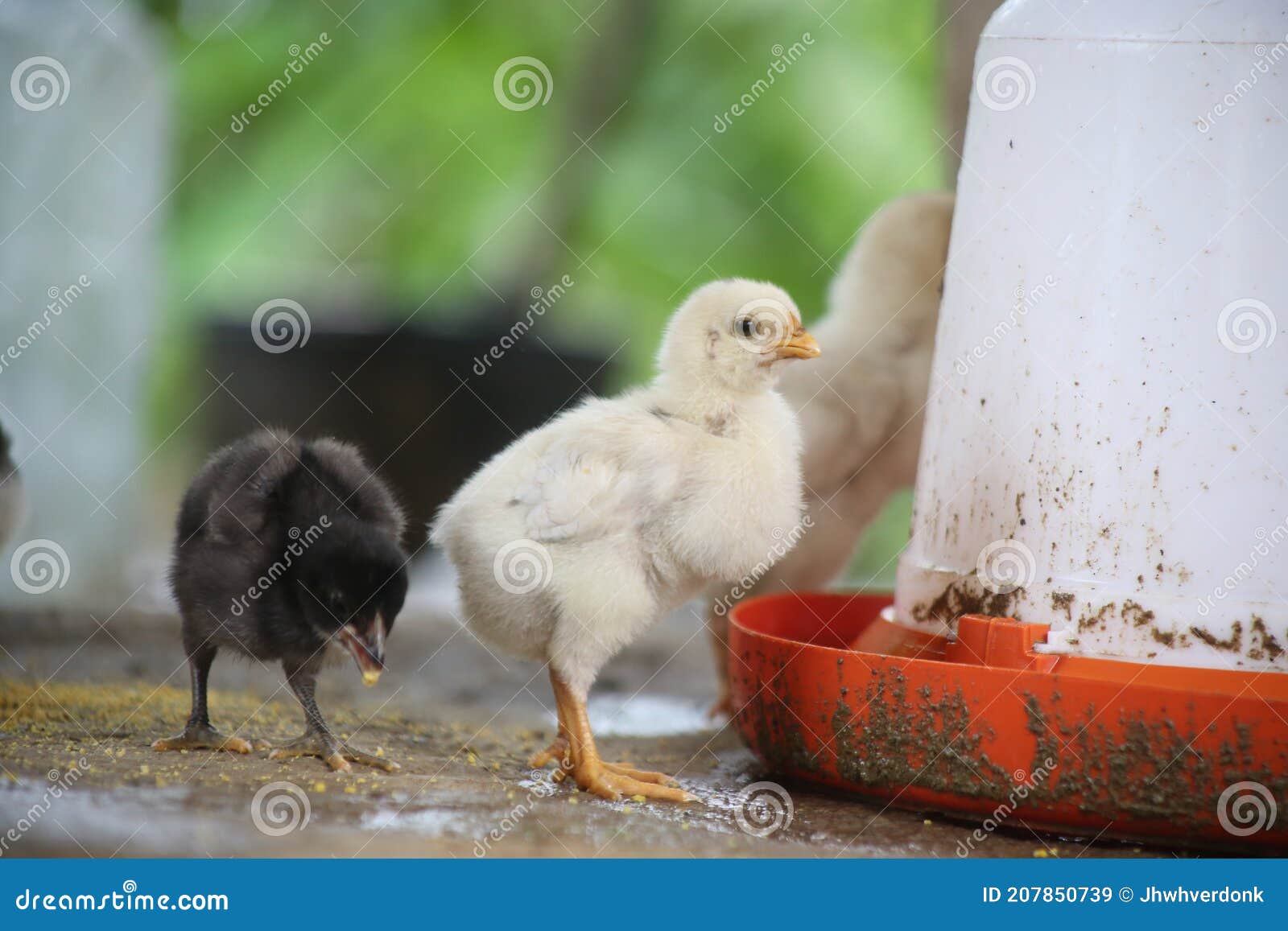 A White Colored Chick that is Drinking Water Stock Image - Image of ...