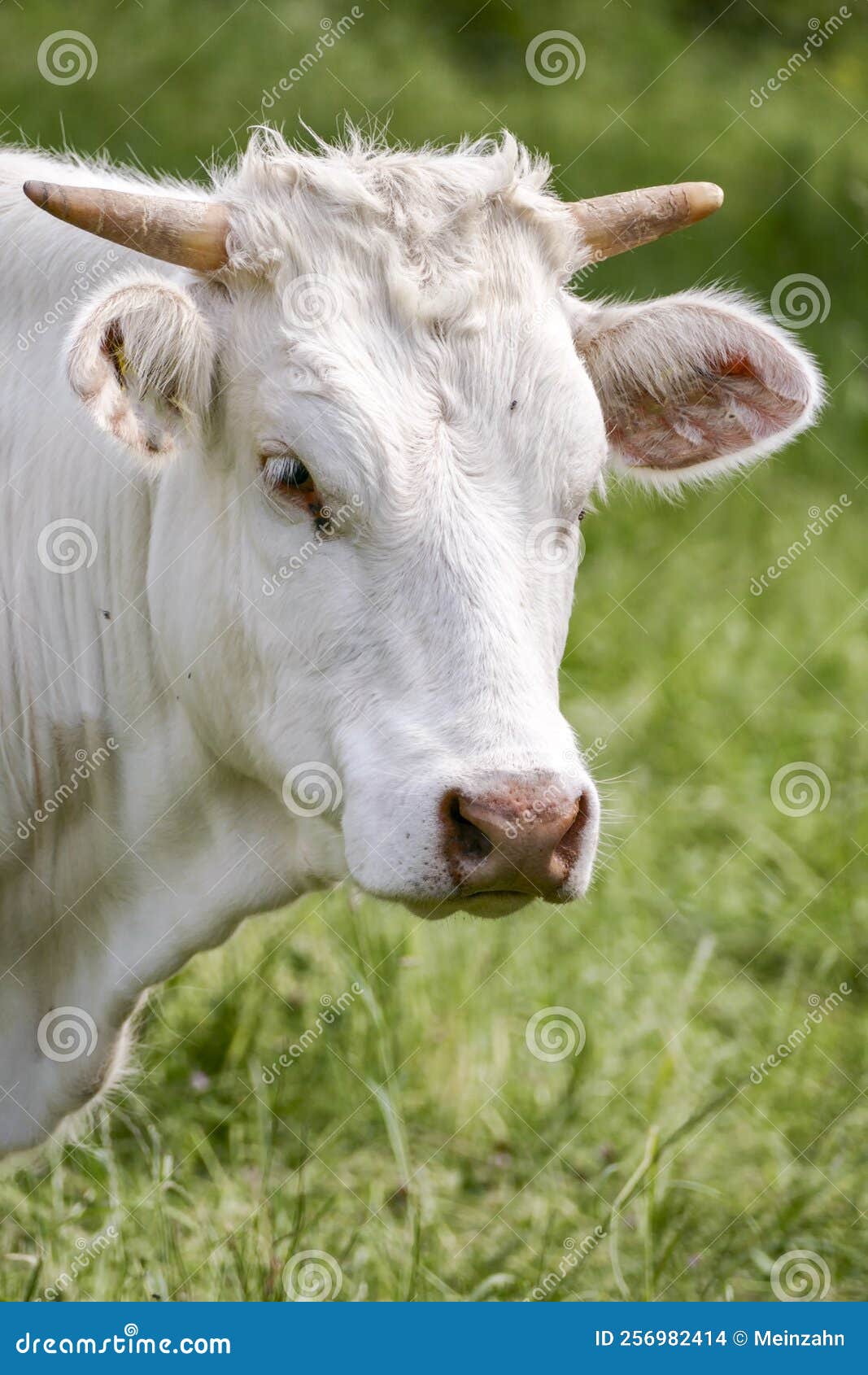 White Colored Cow Grazing in Nature on a Meadow Stock Photo - Image of ...