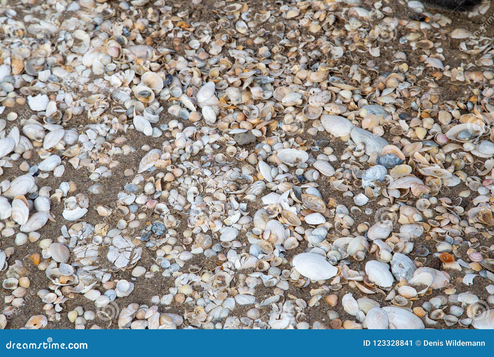 White and Colored Shells on Beach Stock Image - Image of nature, search ...