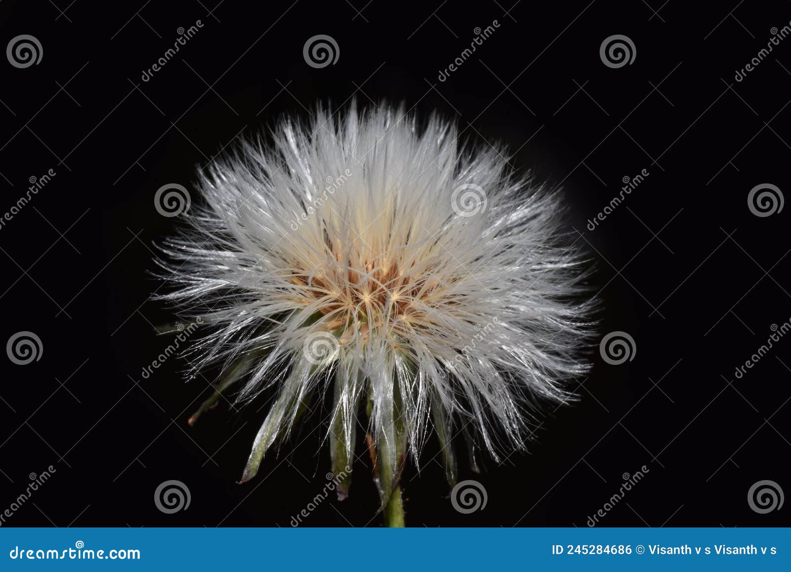 White Colored Whistle of Plant in Black Background Stock Photo - Image ...