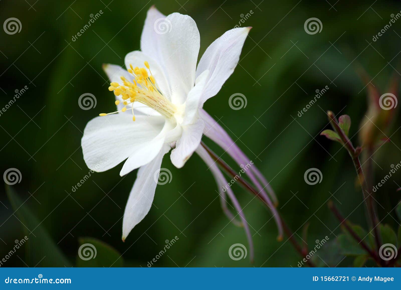 White Columbine Flower (Aquilegia) Stock Image - Image of closeup ...