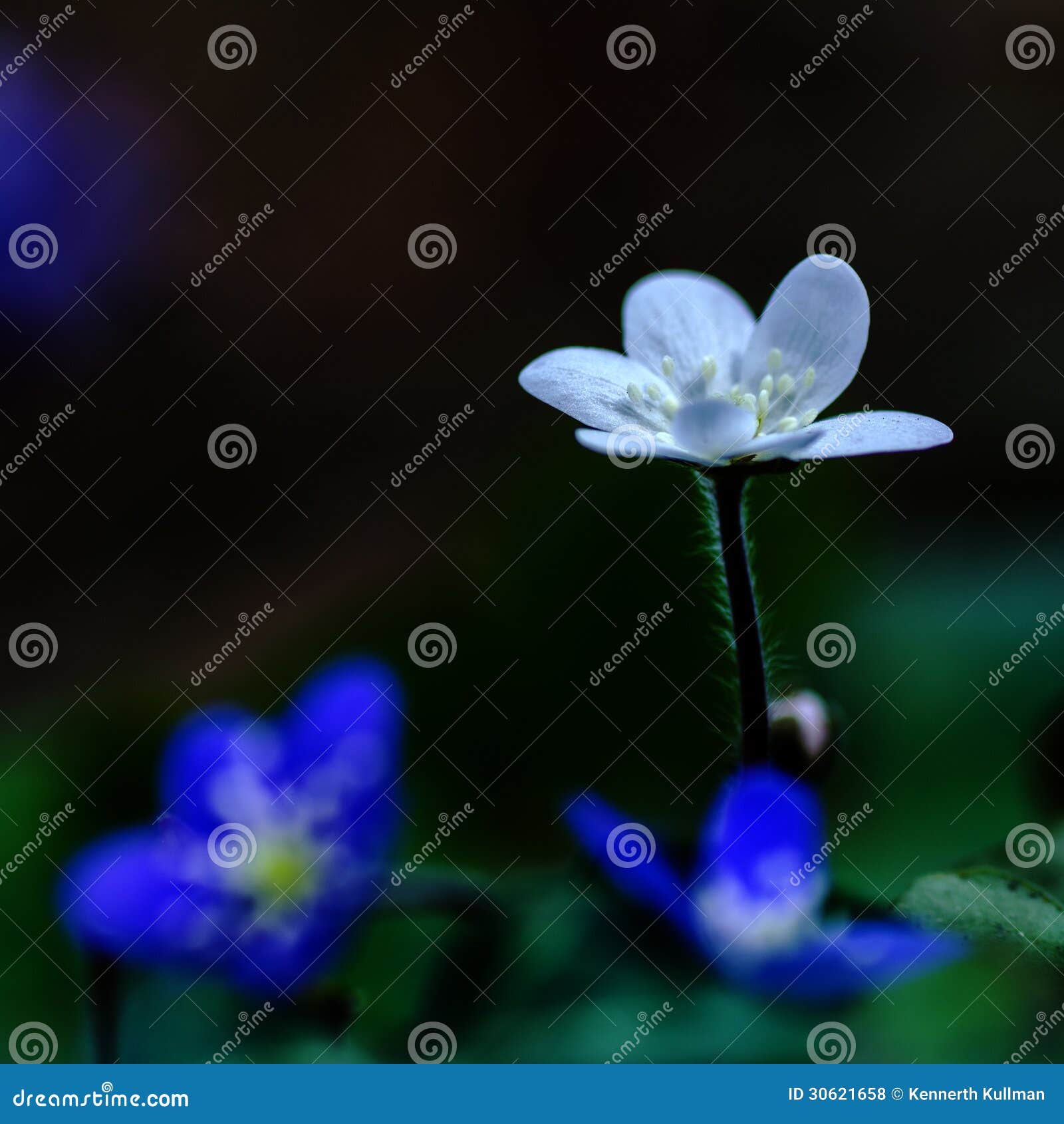 White Common Hepatica stock photo. Image of macro, indigo - 30621658