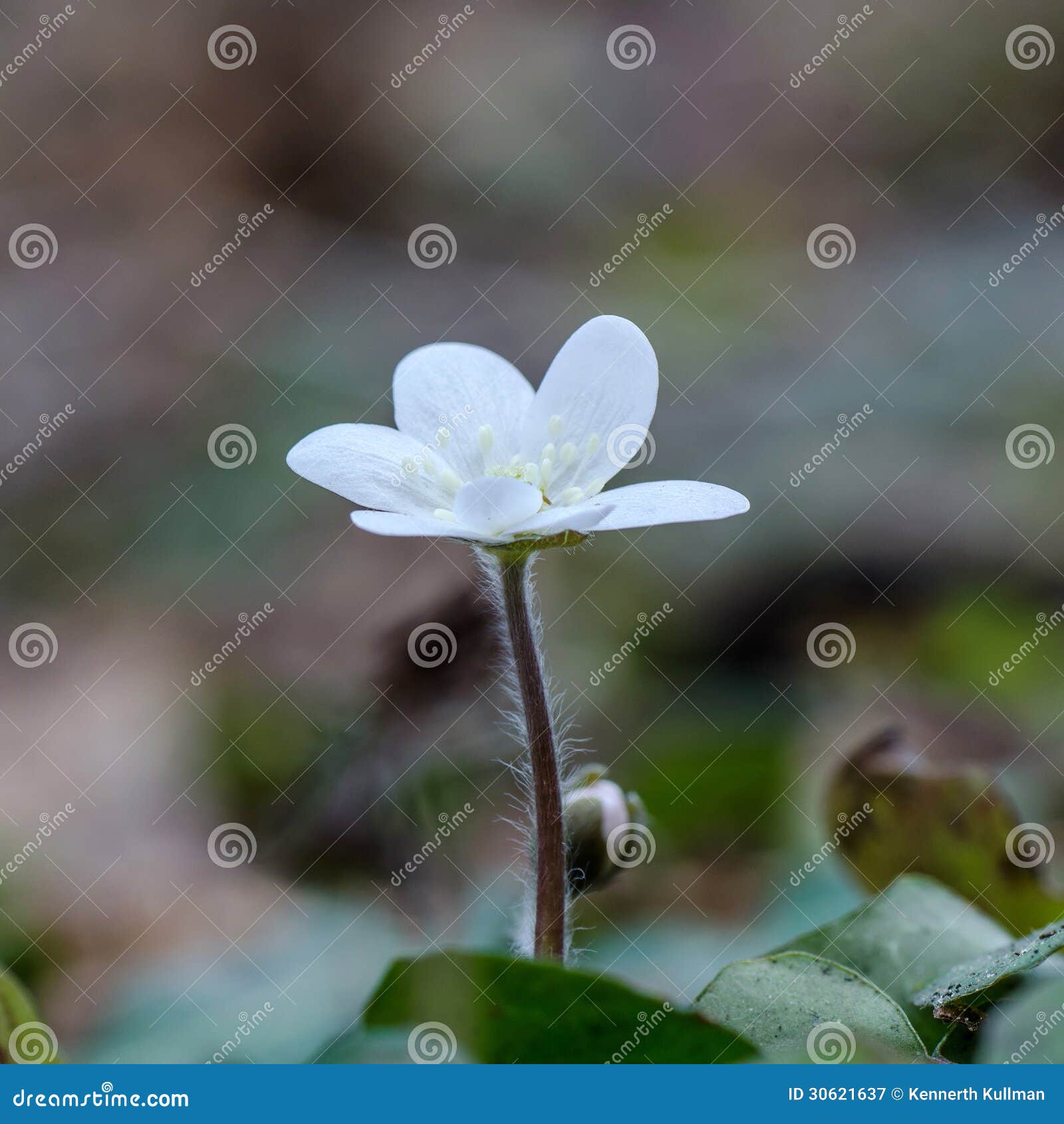 White Common Hepatica stock image. Image of beauty, floral - 30621637