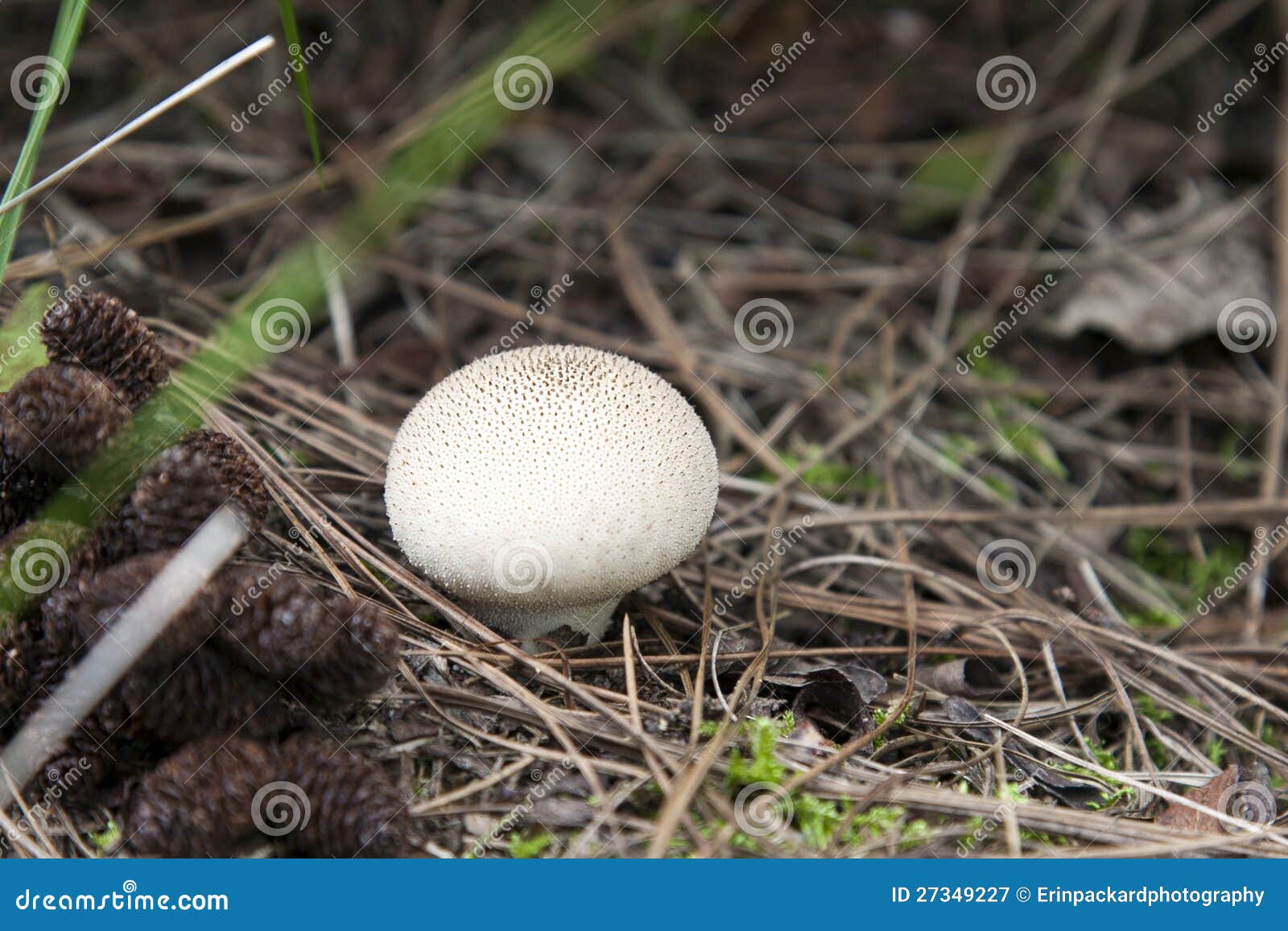 White Common Puffball stock image. Image of fungus, white - 27349227