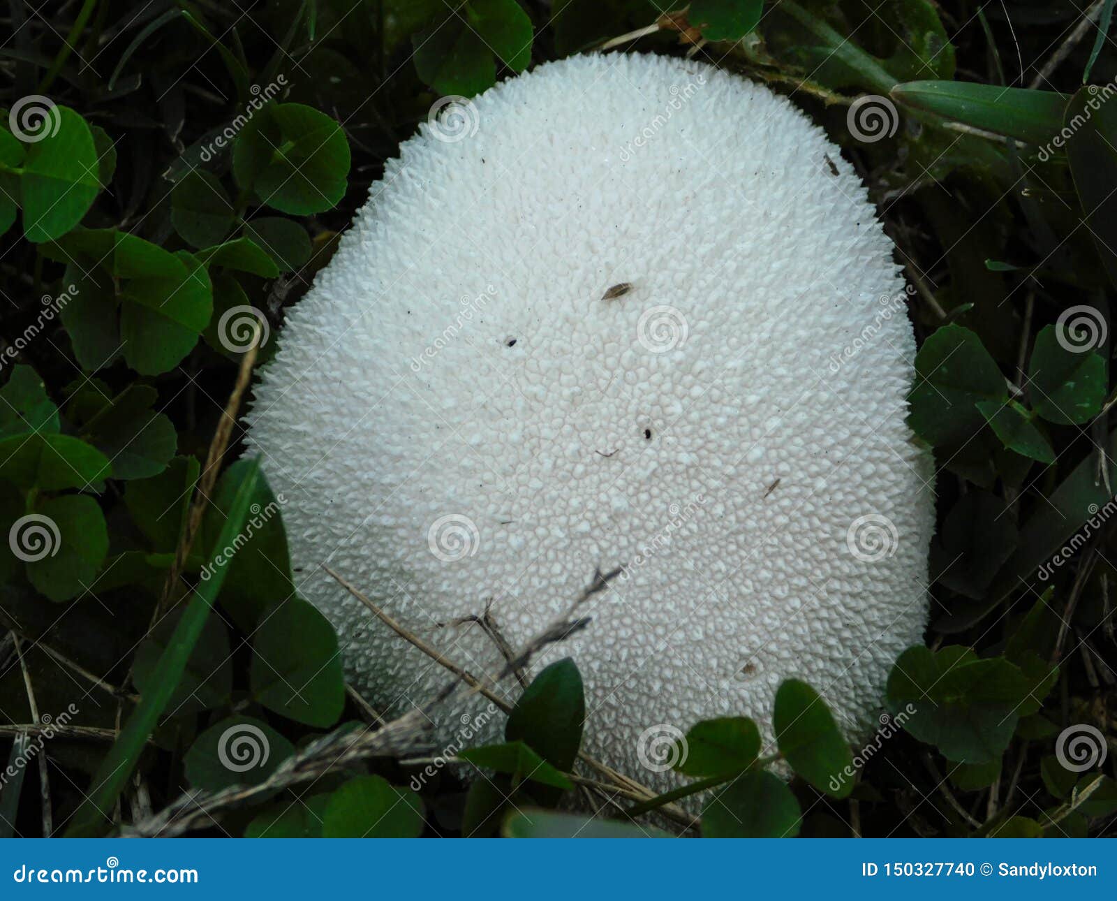 White Common Puffball Fungus 2 Stock Photo - Image of clustered ...