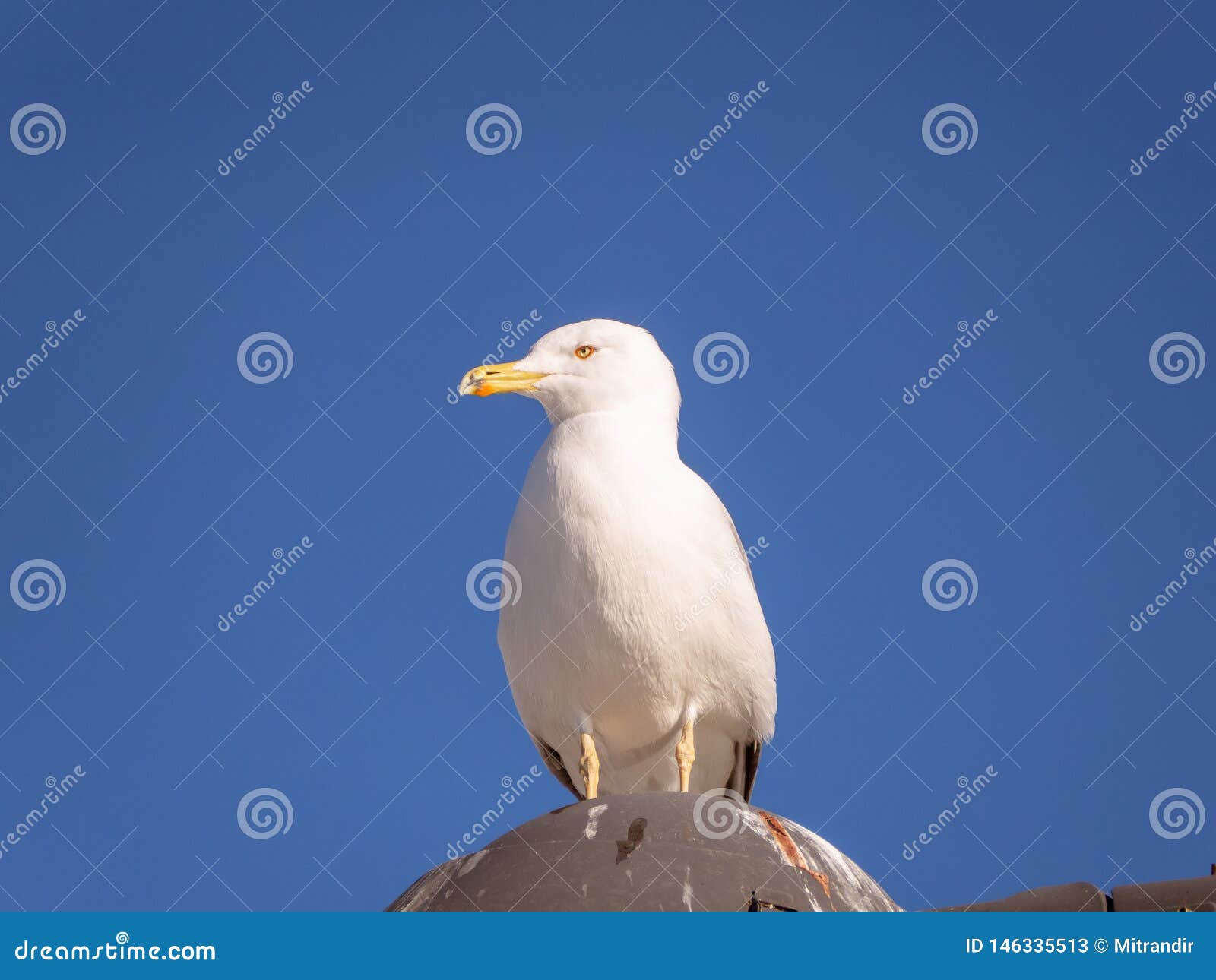 White Common Seagull - Blue Sky Background Stock Image - Image of ...