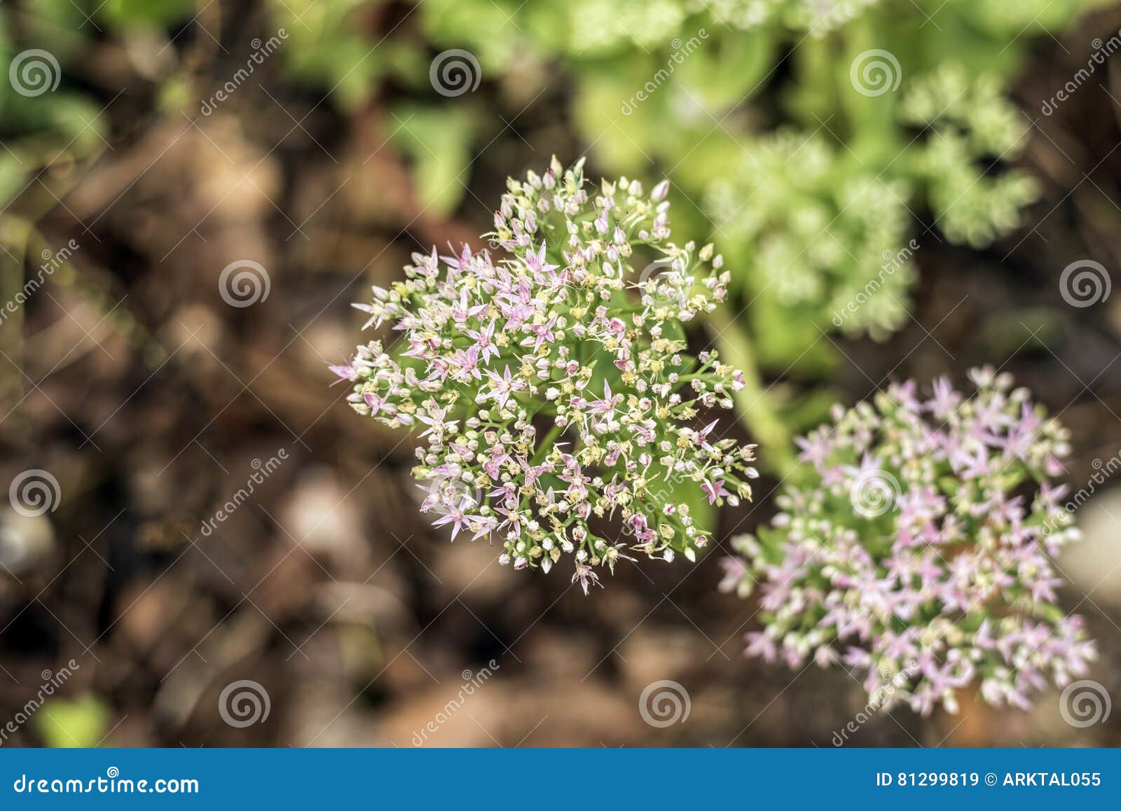 White compound flower stock image. Image of closeup, blossoming - 81299819