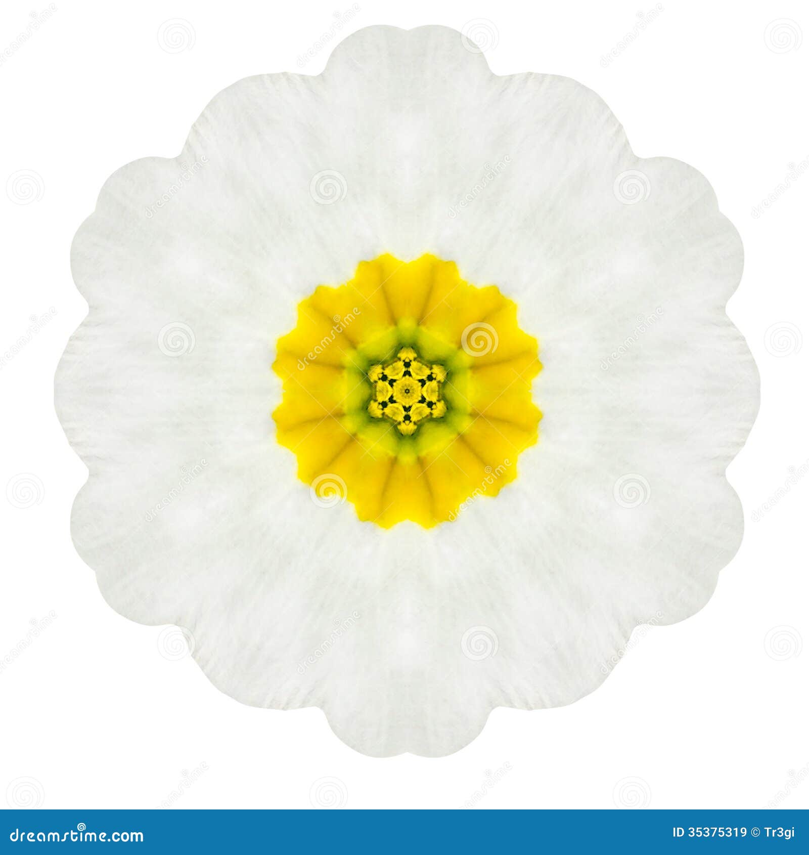 White Concentric Primrose Mandala Flower Isolated on Plain Stock Image ...