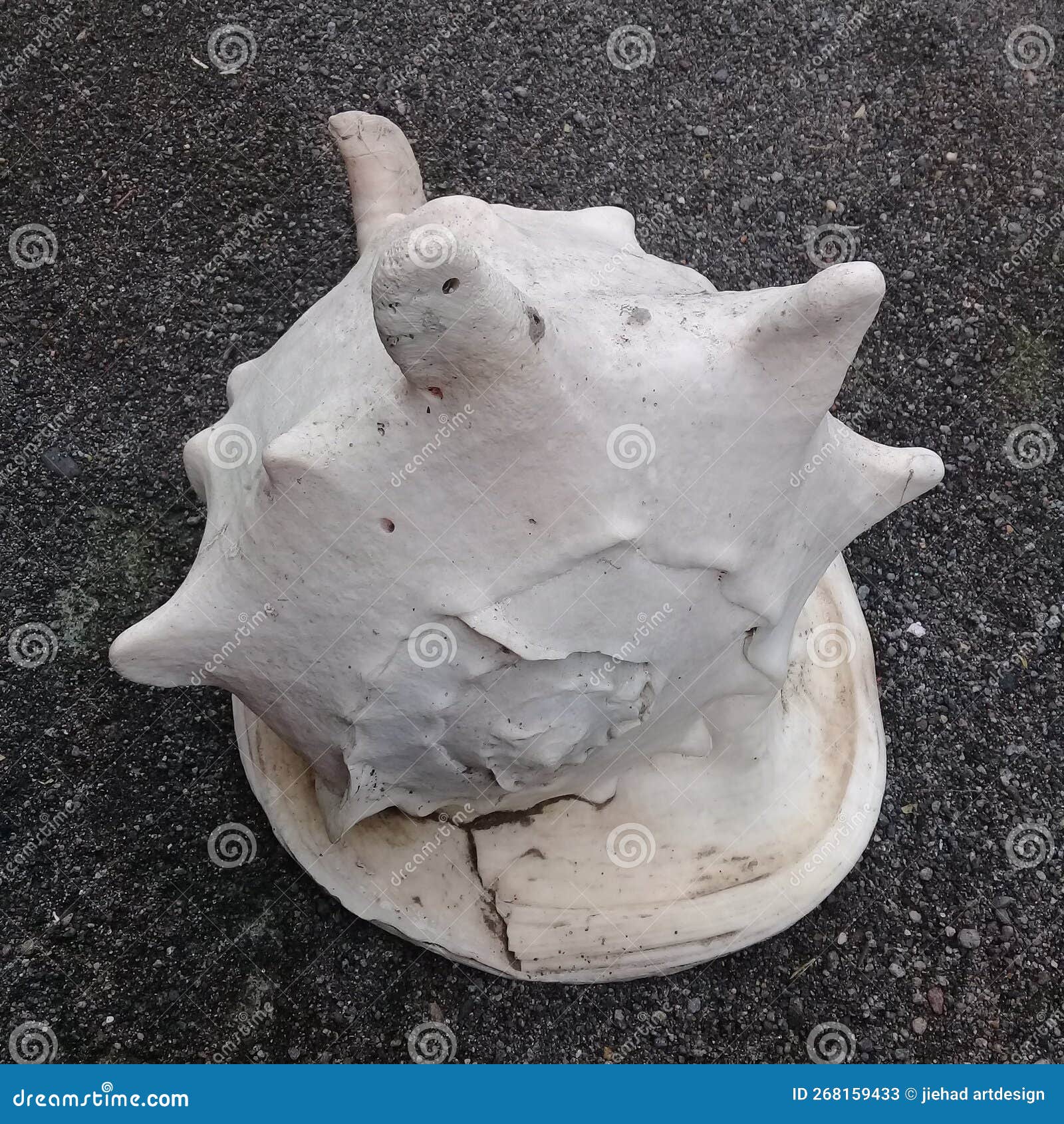 White conch shell stock image. Image of shell, beach - 268159433