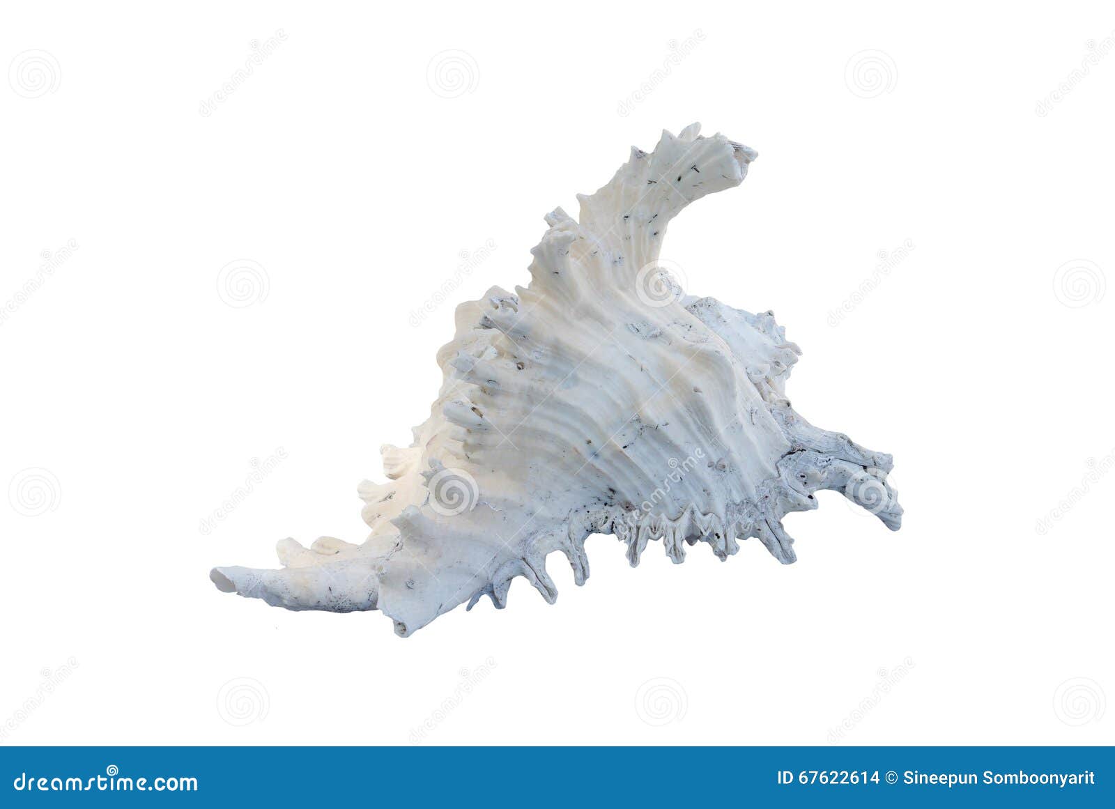 White conch shell stock photo. Image of shellfish, detail - 67622614