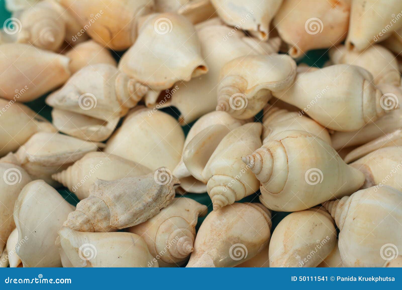 White Conch Shell Laying on a Green Background. Stock Image - Image of ...