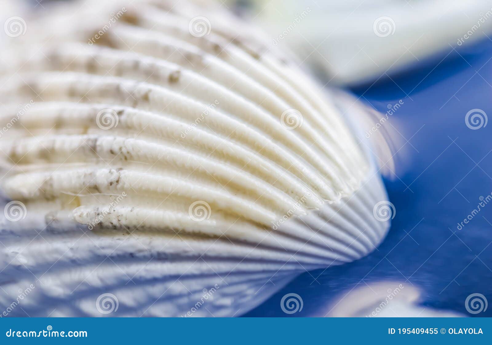 White Conch Shell on Water with Reflection Stock Image - Image of beach ...