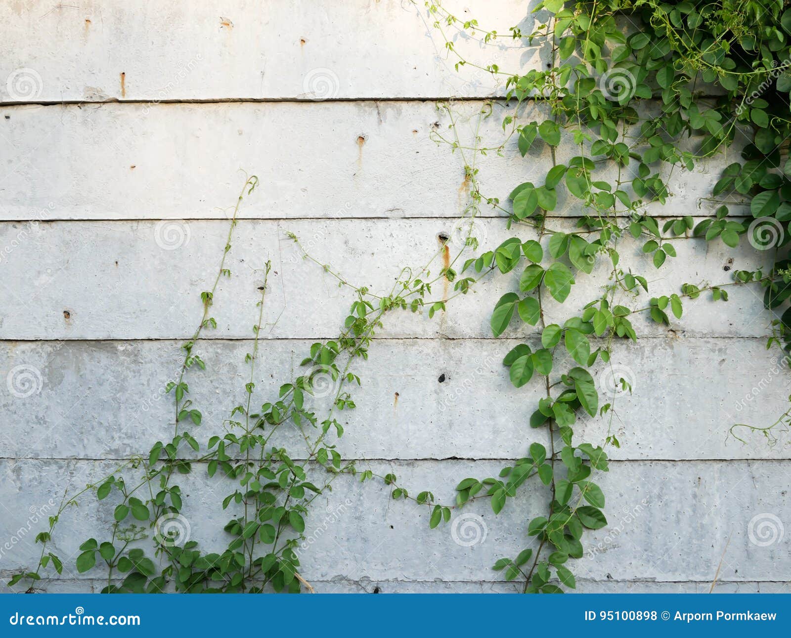 White Concrete Wall with Climbing Tree for Background Stock Photo ...