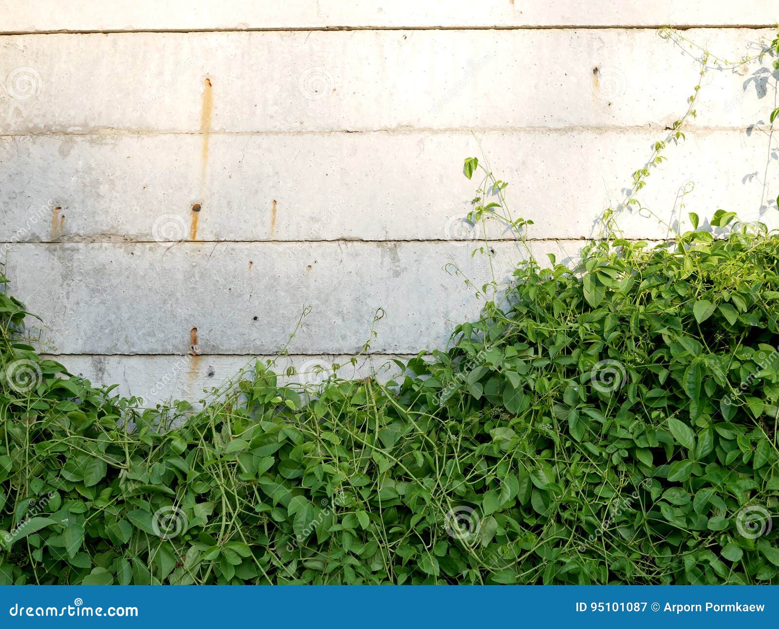 White Concrete Wall with Climbing Tree for Background Stock Image ...
