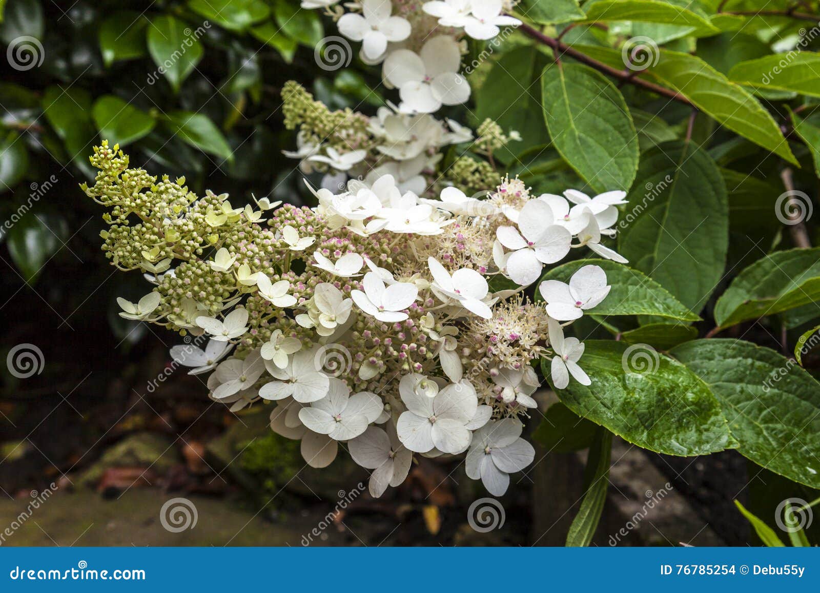 White Conical Hydrangea Flower. Stock Photo - Image of bloom ...