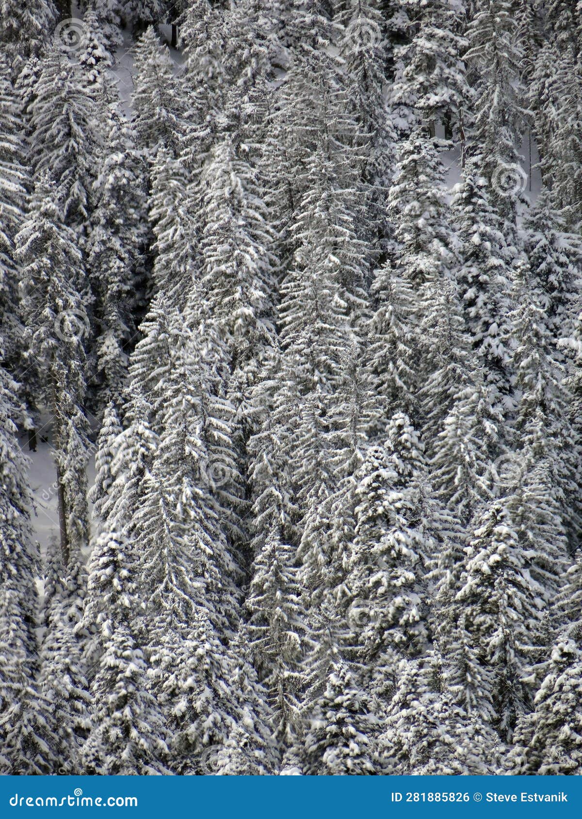 White Conifer Forest, on Hillside Stock Photo - Image of branch, trees ...