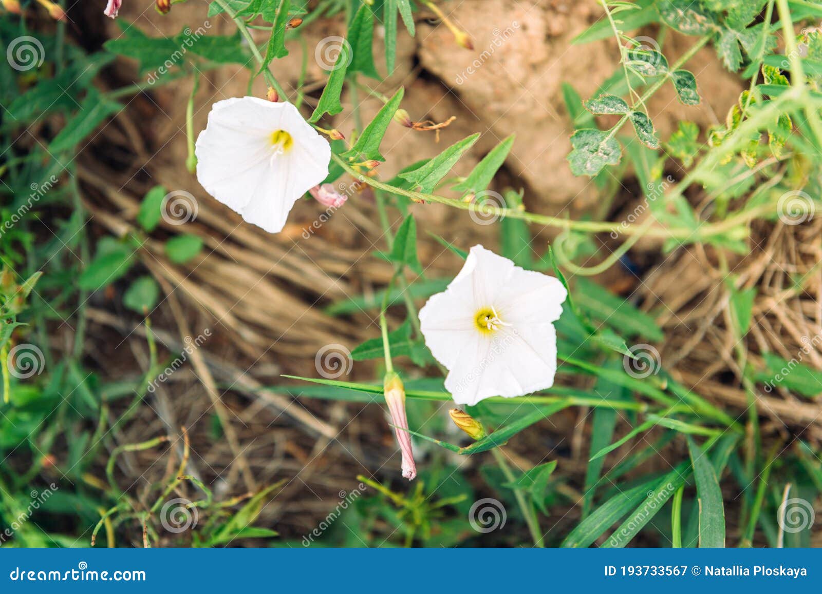 White Convolvulus Arvensis Field Bindweed in the Summertime. Field ...