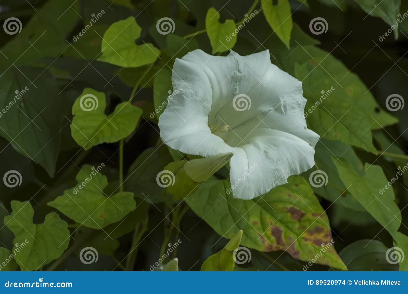 White Convolvulus Flower with Its Tendrils on the Various Plant, Sofia ...