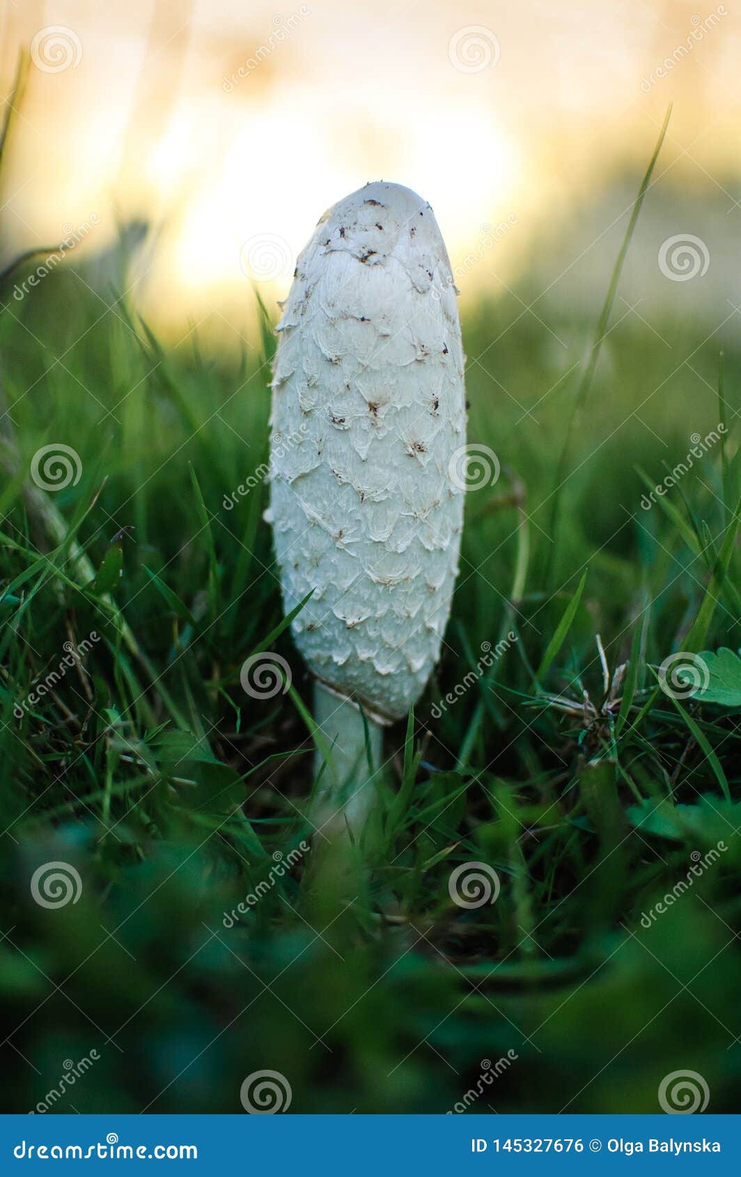 White Coprinus Mushrooms on the Ground. Three White Oval-shaped ...