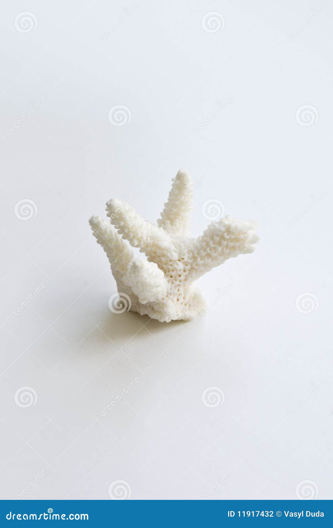 White coral stock photo. Image of coral, animal, aquatic - 11917432