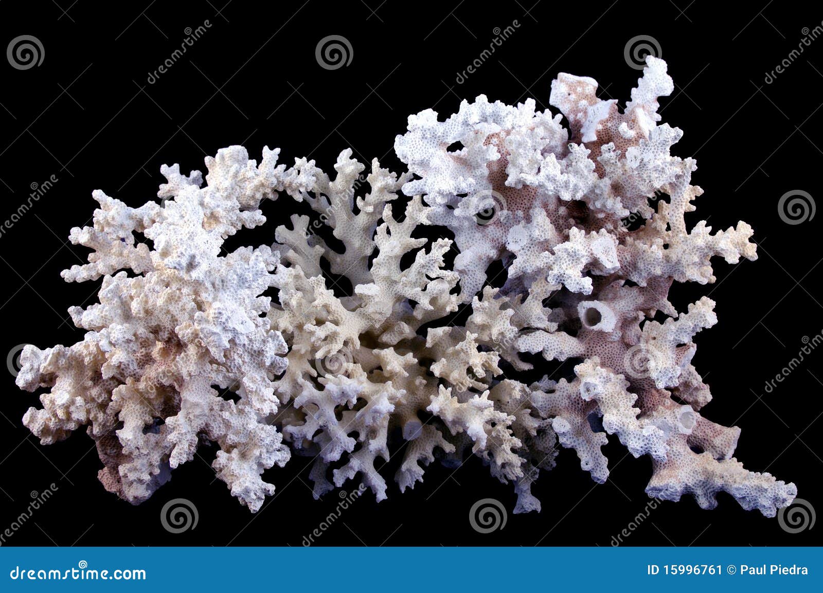 White Coral stock image. Image of nature, tropical, coral - 15996761