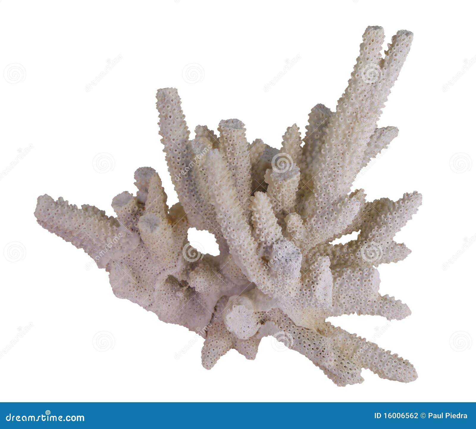 White Coral stock photo. Image of coral, isolated, natural - 16006562