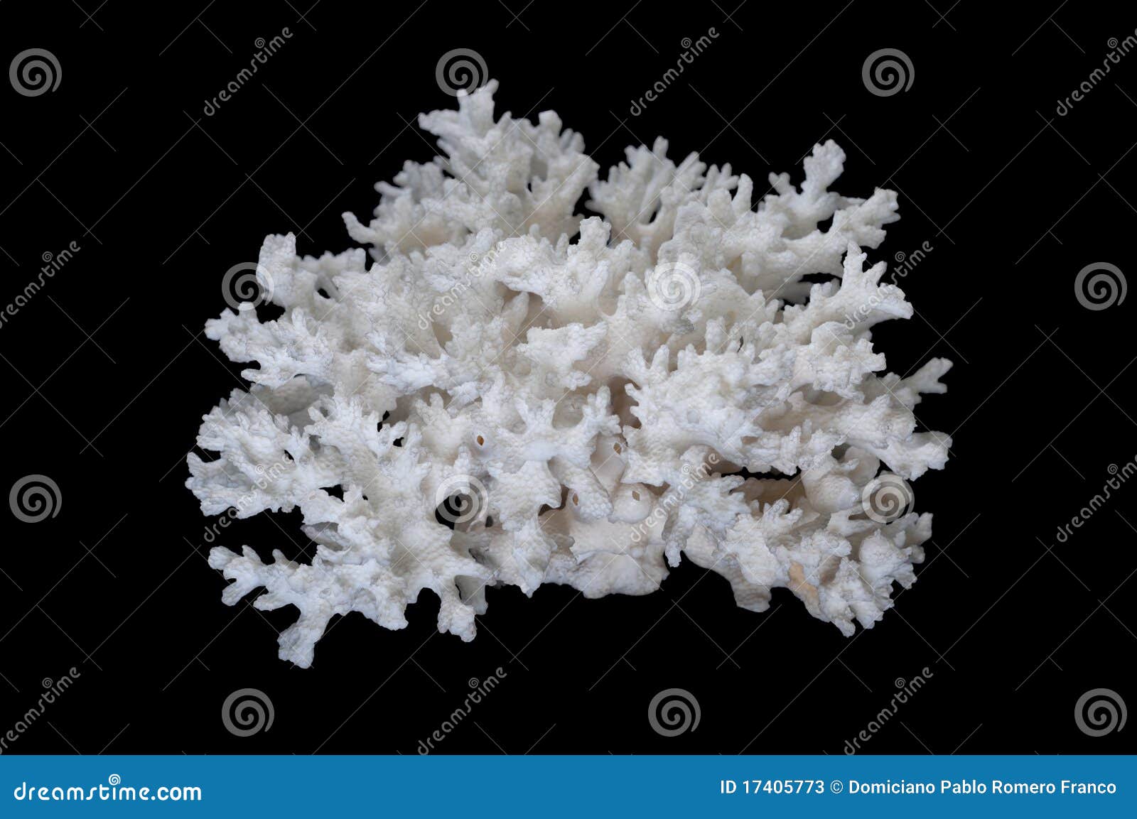White coral stock image. Image of reef, water, black - 17405773