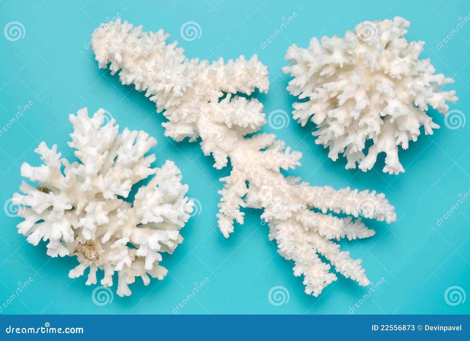 White coral stock image. Image of object, nature, white - 22556873