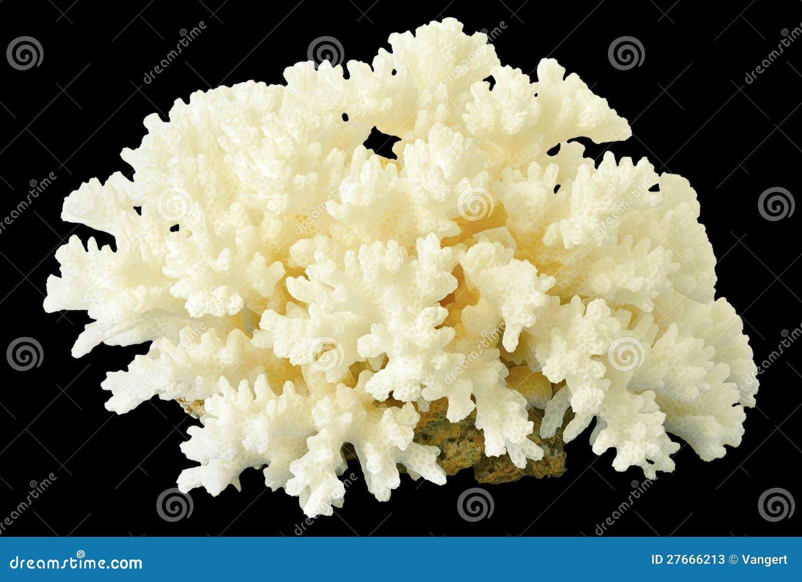 White Coral stock image. Image of isolated, light, paleontology - 27666213