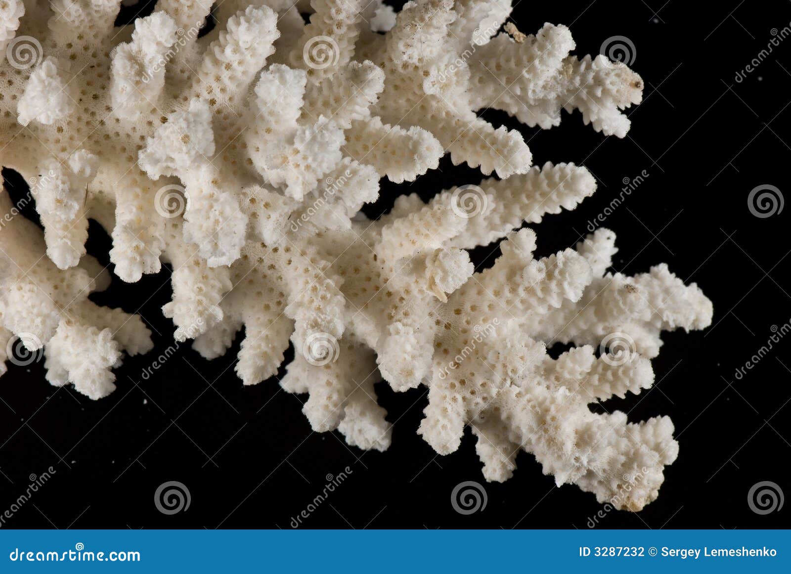 White coral stock photo. Image of jewelry, water, biology - 3287232