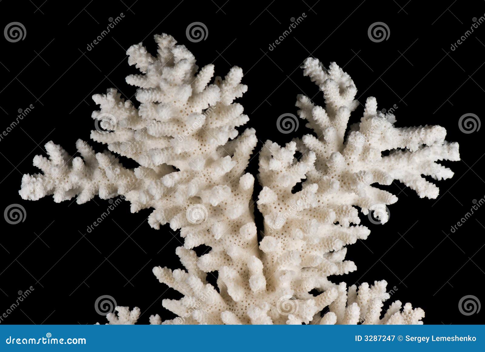White coral stock image. Image of exoticism, isolated - 3287247