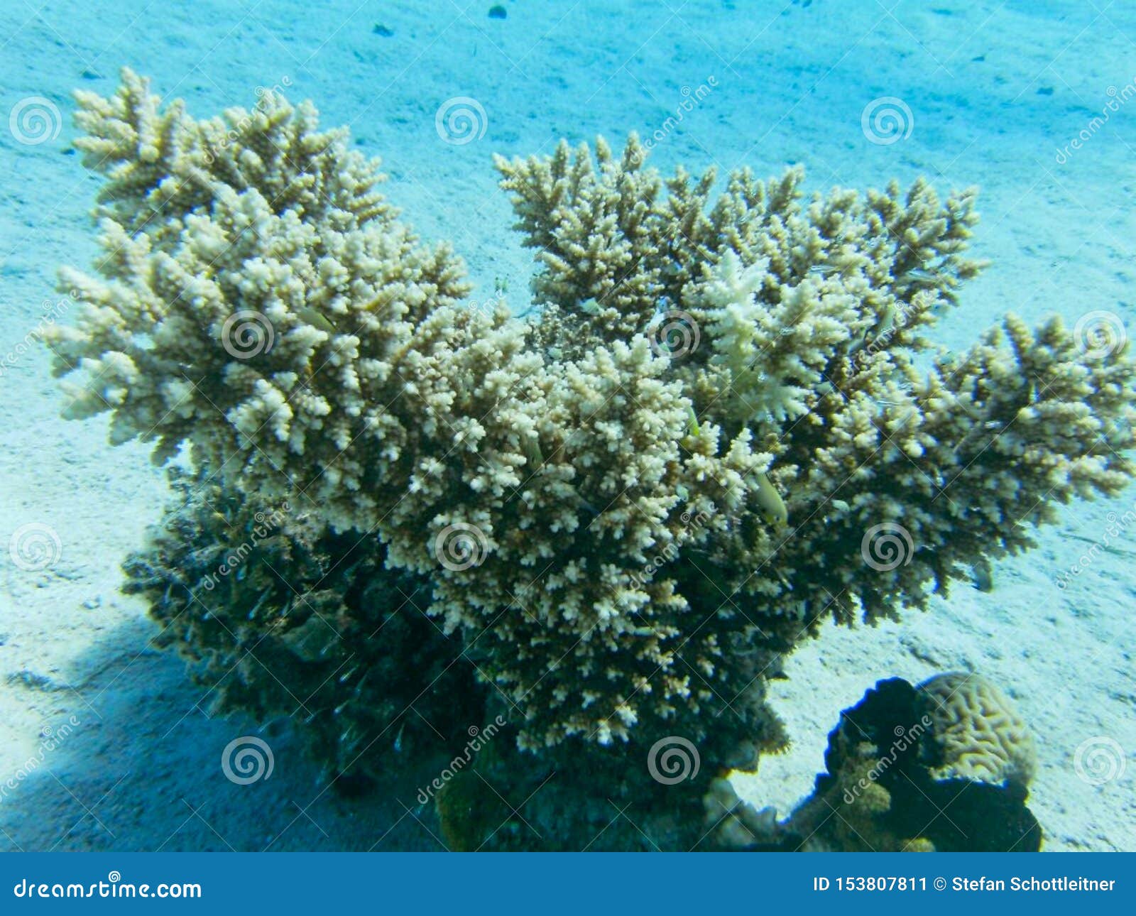A White Coral on the Ground Stock Image - Image of life, footage: 153807811