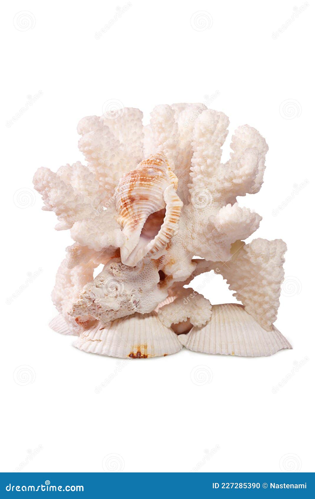White Coral with Sea Shell on Scallop on White Background Stock Photo ...