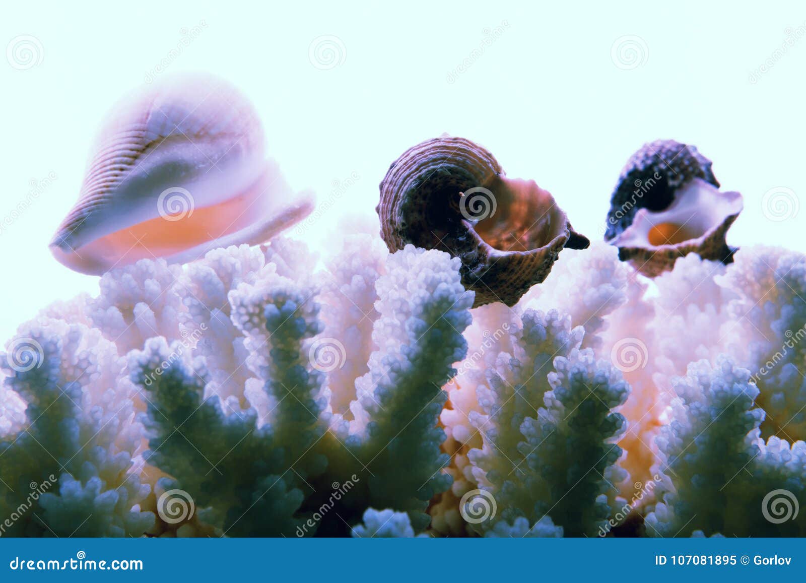 White Coral Sea Texture Studio Quality Stock Image - Image of beauty ...