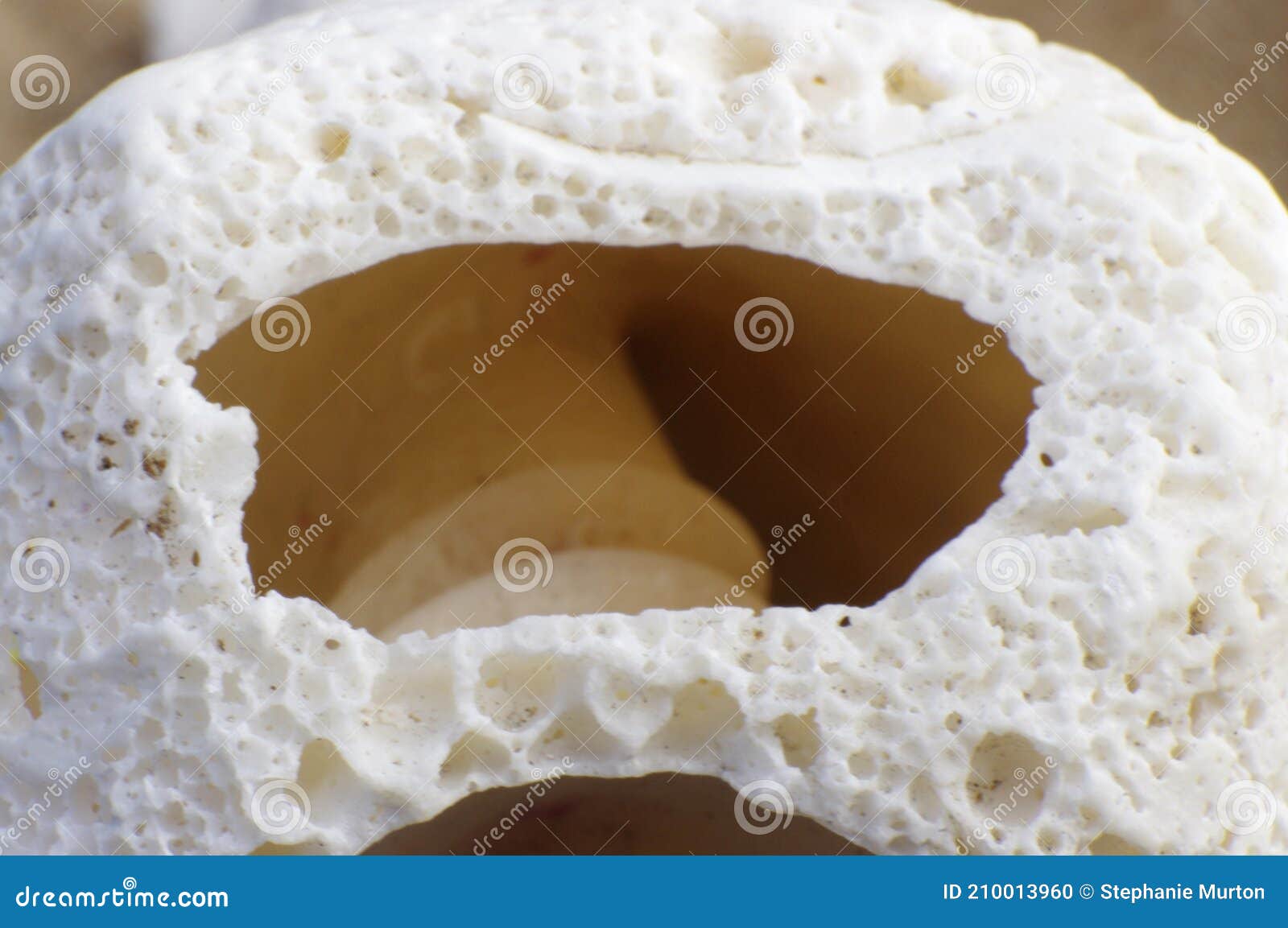 White Coral Seashell with Hole in Top Stock Photo - Image of macro ...