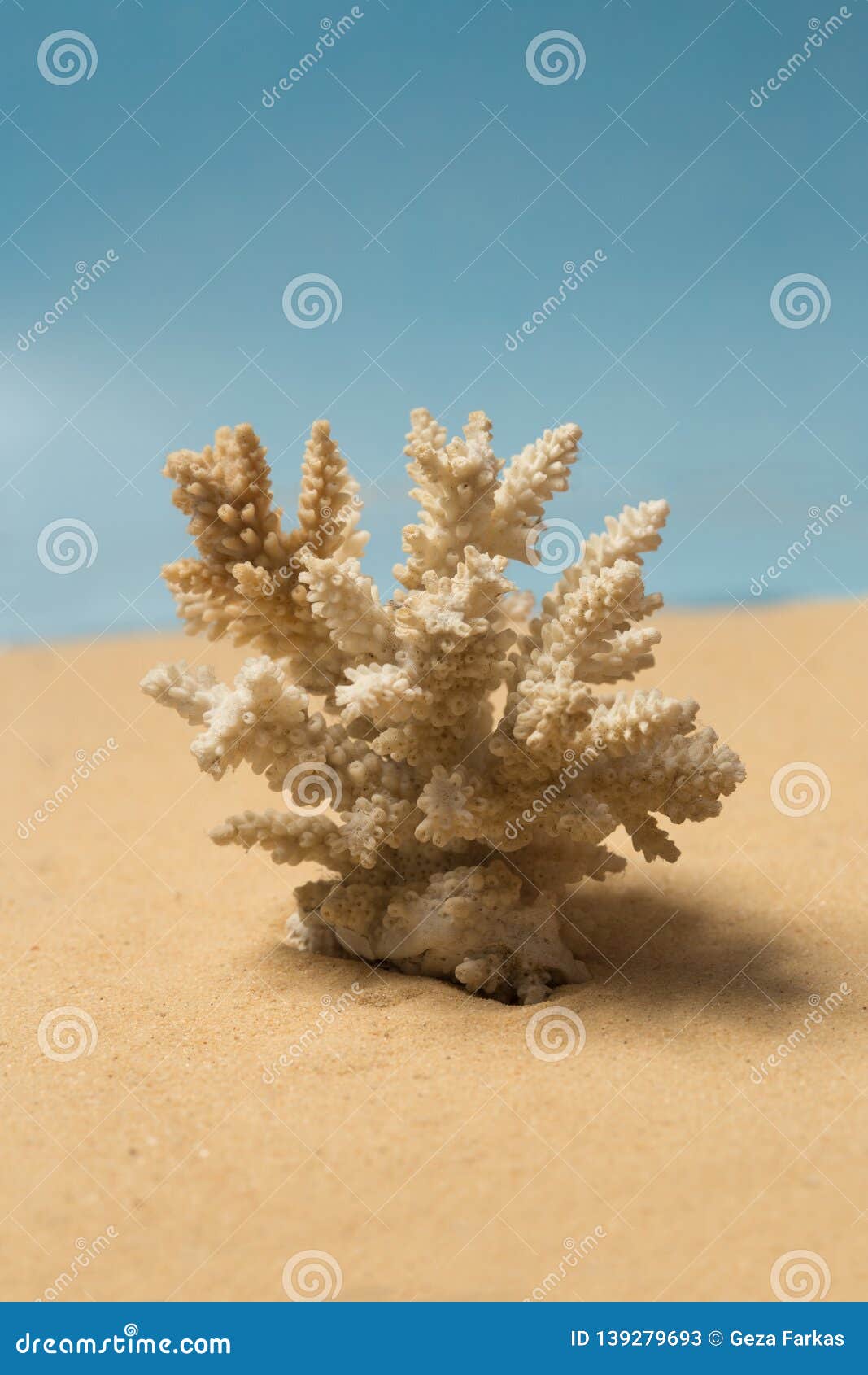 White Coral Shell on the Sandy Beach Stock Image - Image of decoration ...