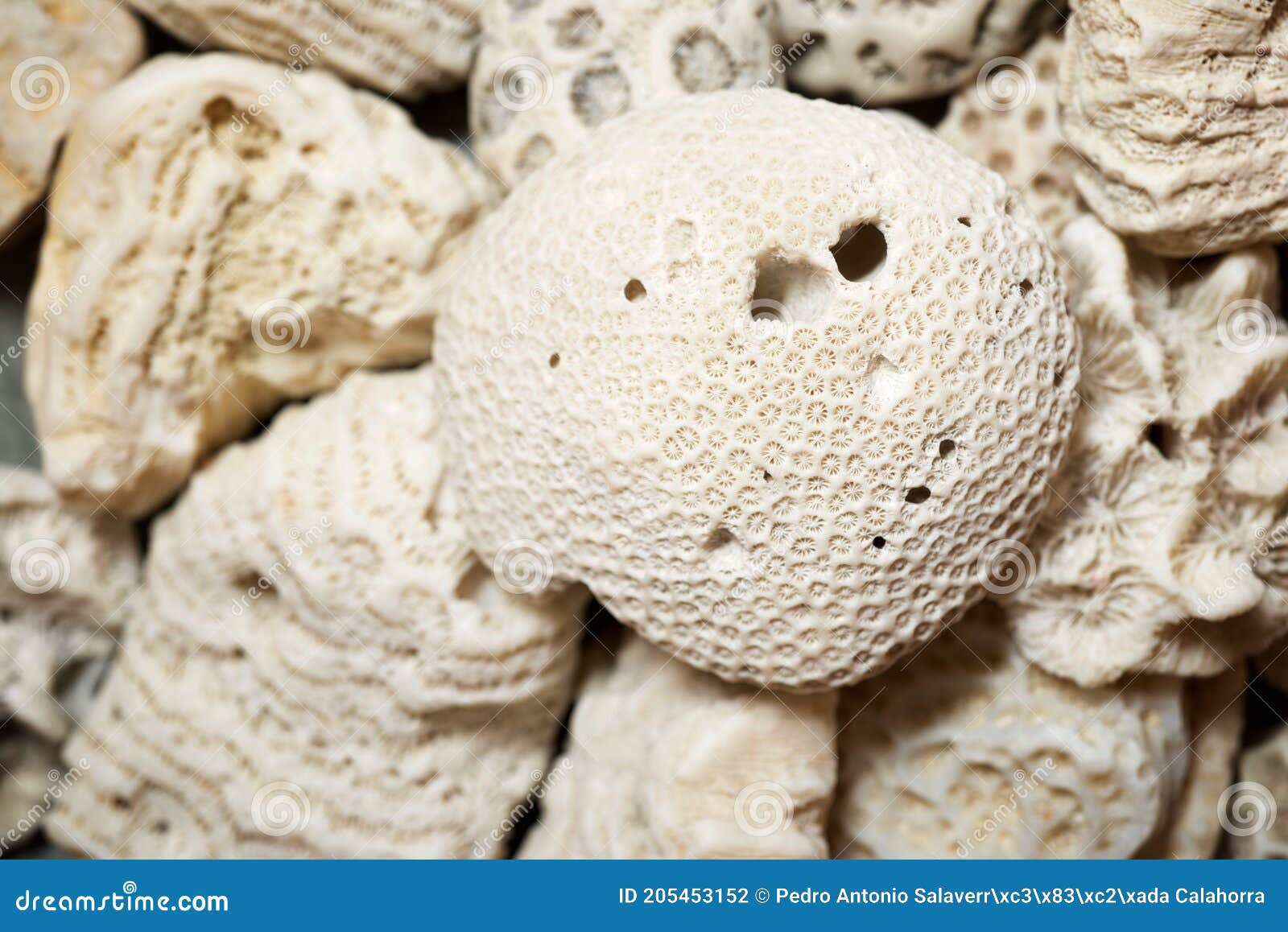 White coral stones stock photo. Image of rock, curve - 205453152