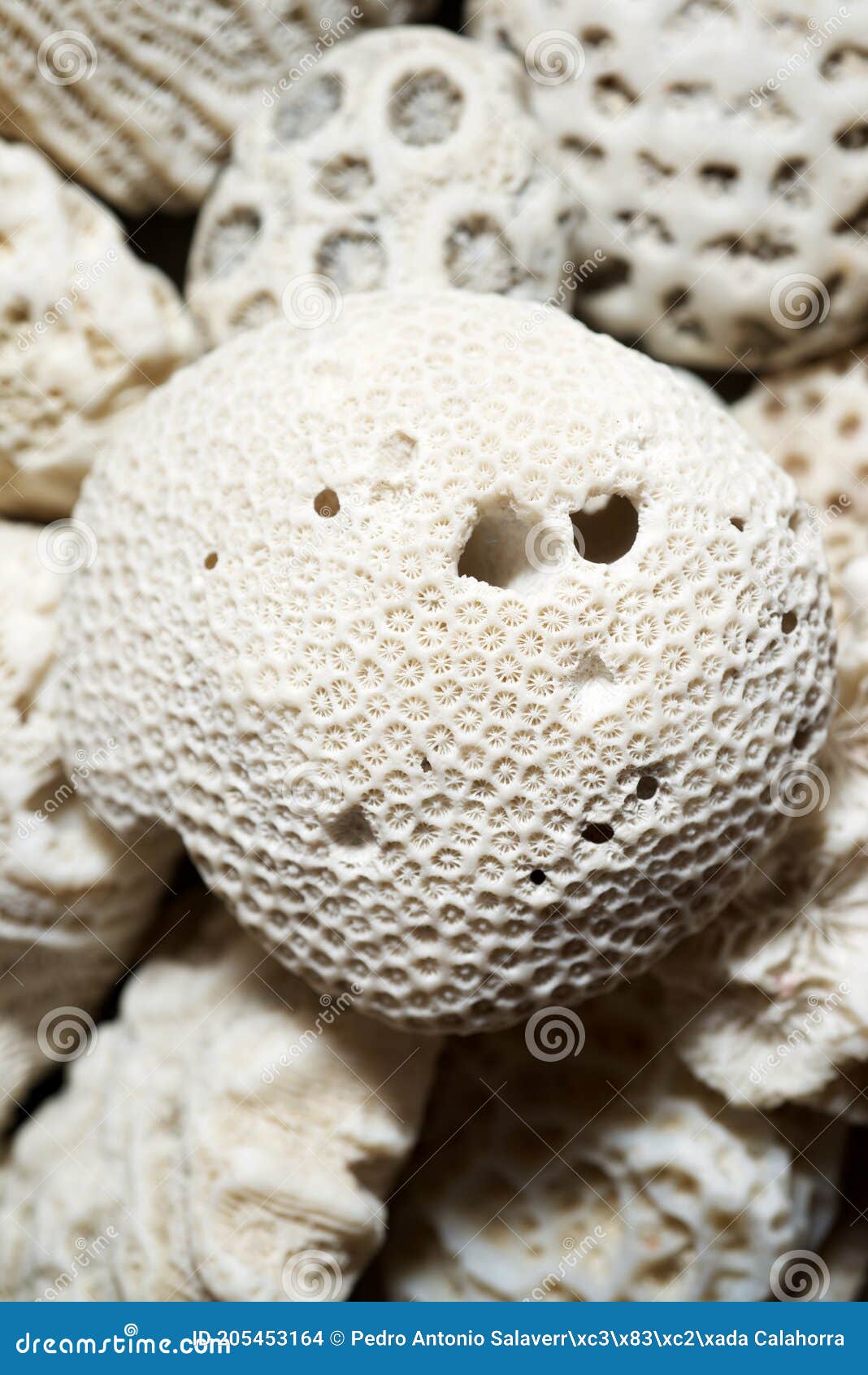 White coral stones stock photo. Image of natural, life - 205453164