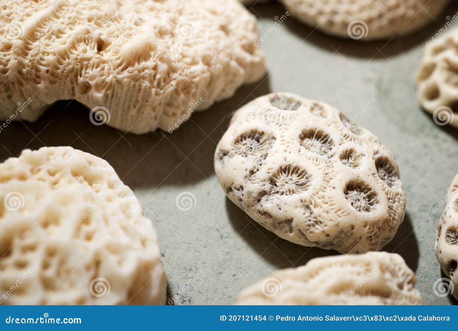 White coral stones stock photo. Image of pattern, creativity - 207121454