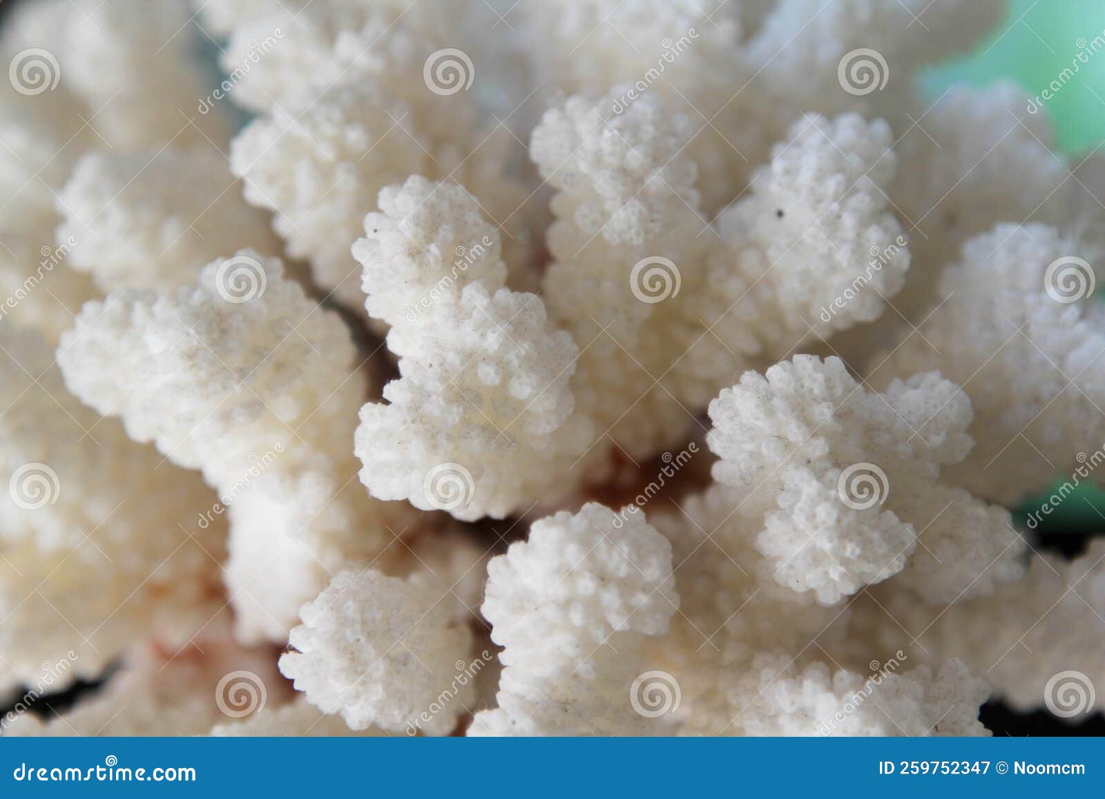 White coral background stock image. Image of design - 259752347