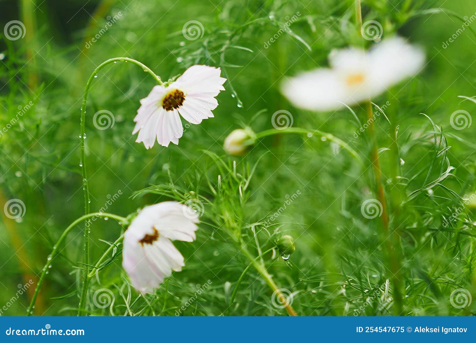 White Coreopsis Flowers -Sun Loving Perennials Of The Daisy Family ...