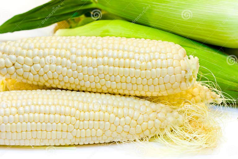 White corn stock photo. Image of golden, closeup, farm - 10274984